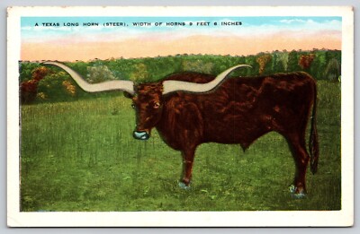 Postcard Texas Longhorn Steer Bos taurus taurus American Beef Cattle | eBay