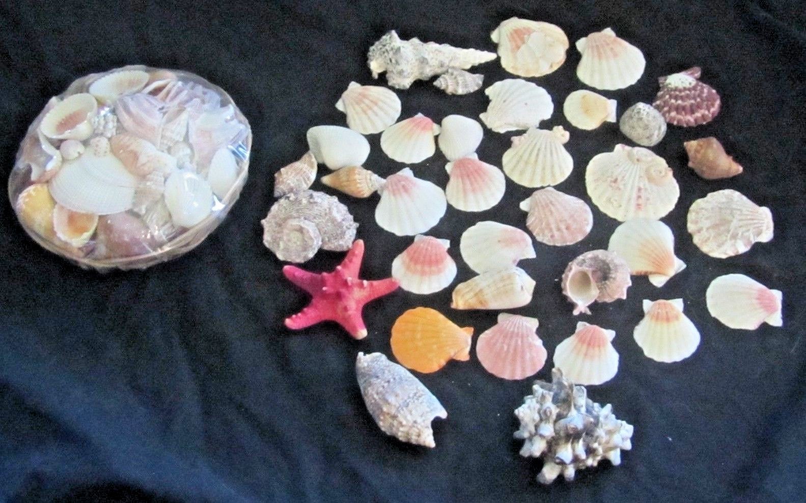 Huge Lot of Over 200+ Collectible Seashells, Conch, Starfish, Ocean ...
