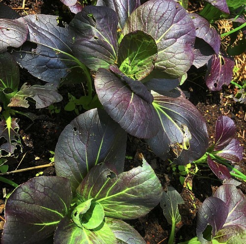Pak Choi Red Seeds - Choi F1 - Brassica Rapa [LIMITED STOCK] | eBay