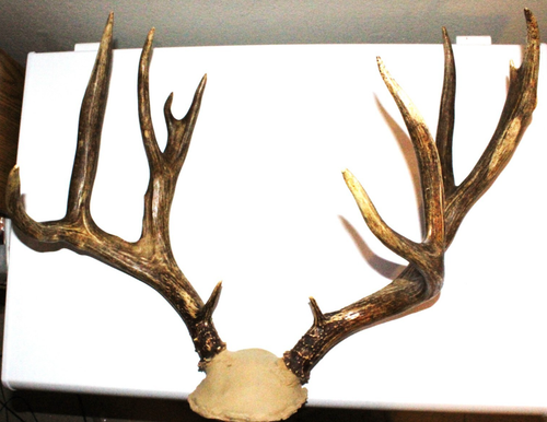 Mule Deer Rack 156 Gross B&C Antler Set Hunting 5x6 Eastern Count 4x5 ...