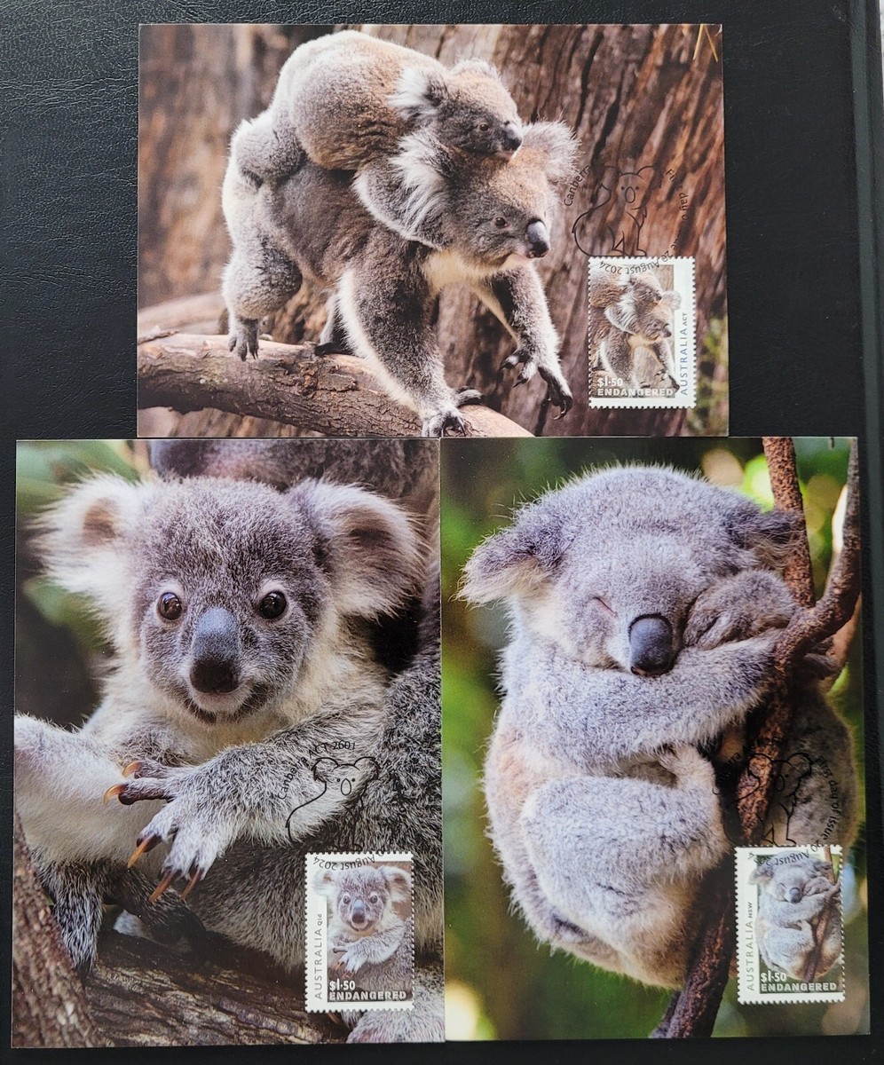 Australian Animals Koala Australia