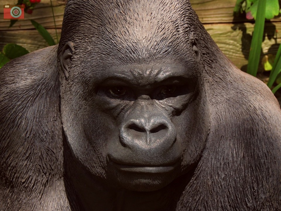 LARGE SILVERBACK GORILLA, Vivid Arts Real Life Like Home/Garden ...