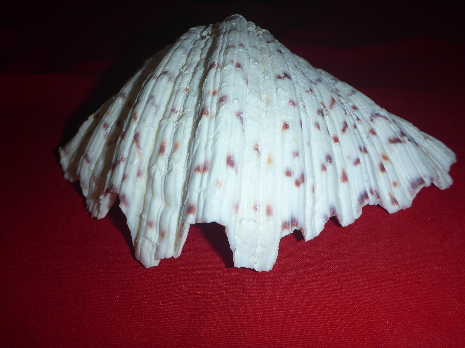 Small Hippopus Seashell Bear Paw Clam Half Shell 5" x 8" Red Maroon ...