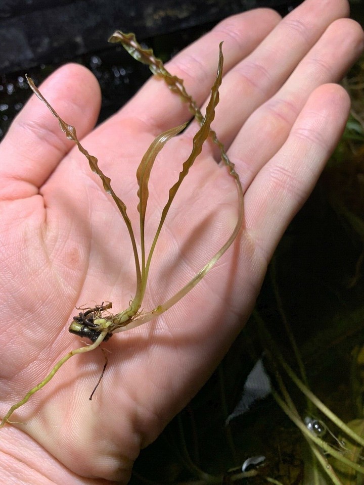 *BUY 2 GET 1 FREE* Cryptocoryne Balansae Crypt Balansae Live Aquarium ...