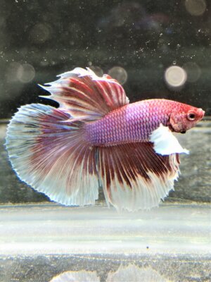 COMBATTANT MALE - BETTA SPLENDENS MALE - SUPER DELTA BIG EARS | eBay