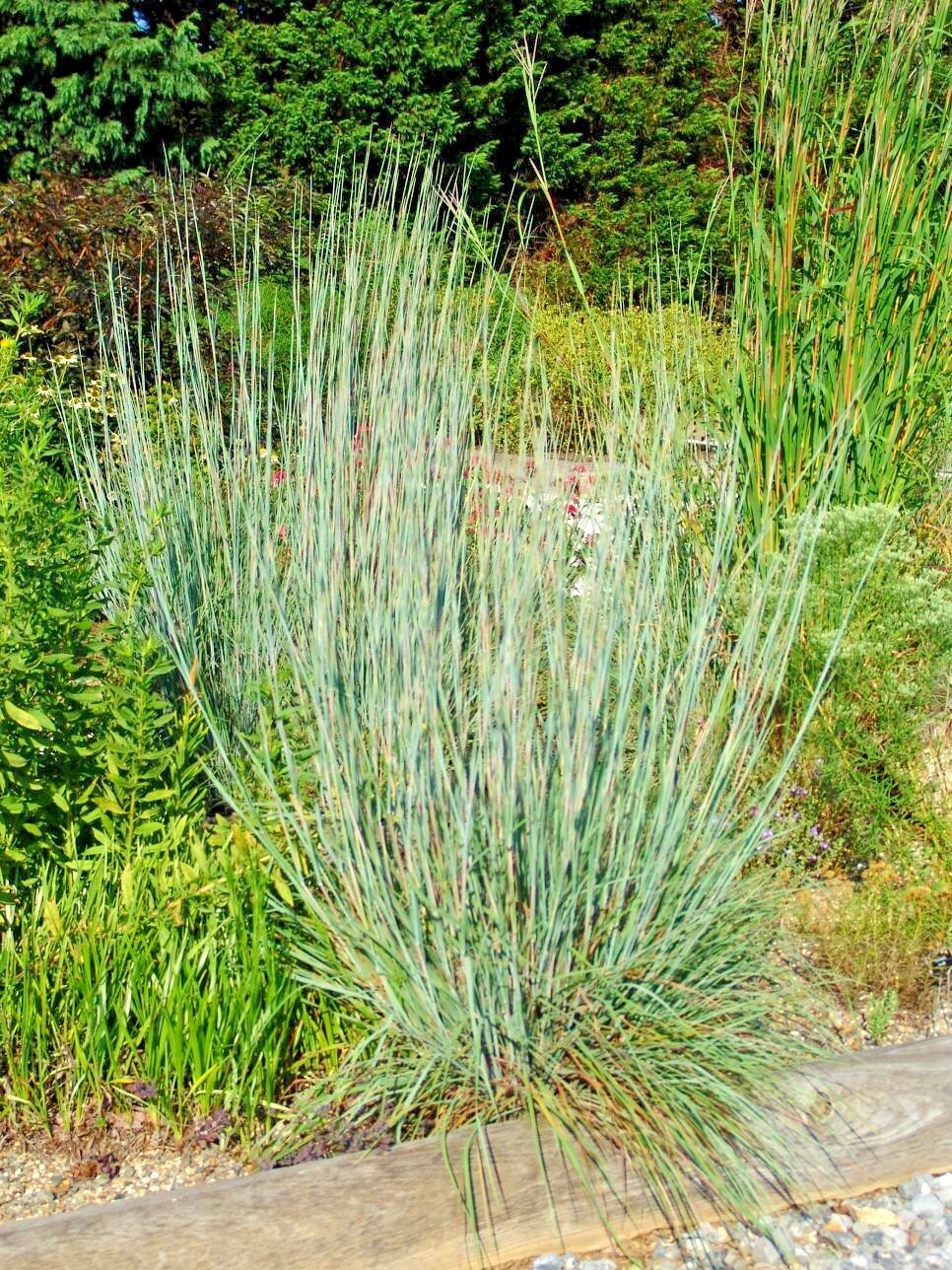 501+ LITTLE BLUESTEM Seeds Native Prairie Grass Ornamental Perennial ...