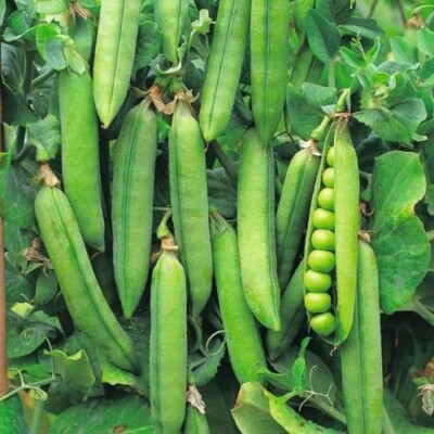PEAS EARLY ONWARD - 250 HERITAGE PEA SEEDS - Reliable Heavy Cropper ...