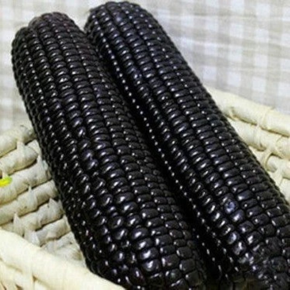 50 Black Corn Heirloom Seeds - Non-GMO, Open-Pollinated, Flour Corn | eBay