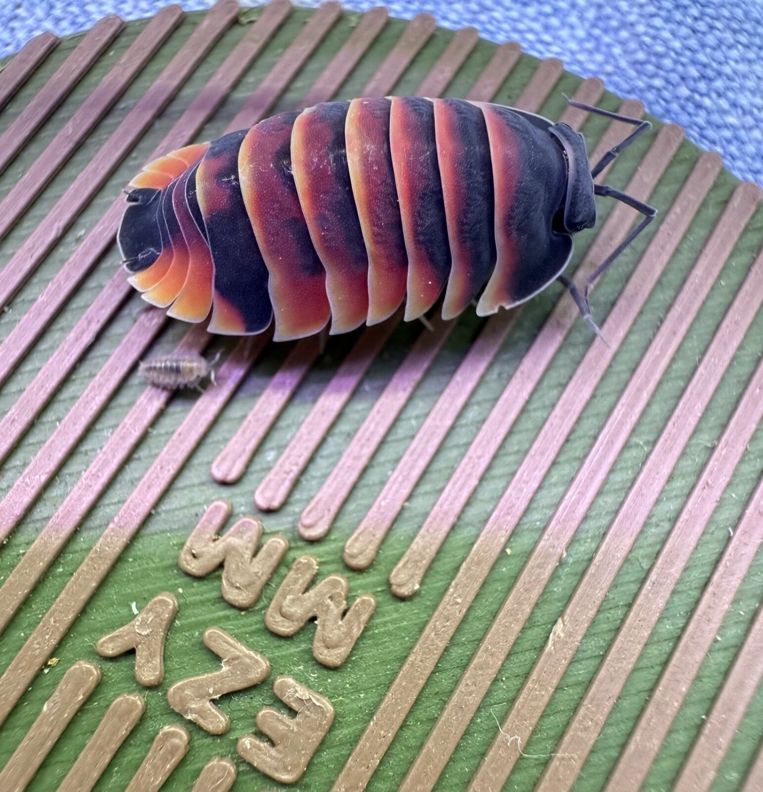 Ember Bee Isopods 10 Count FREE shipping | eBay