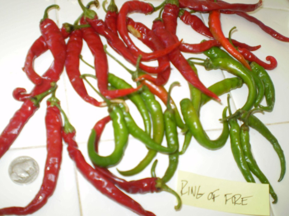 more #2 ASSORTED CHILI PEPPER SEEDS 25 varieties you choose hot mild ...