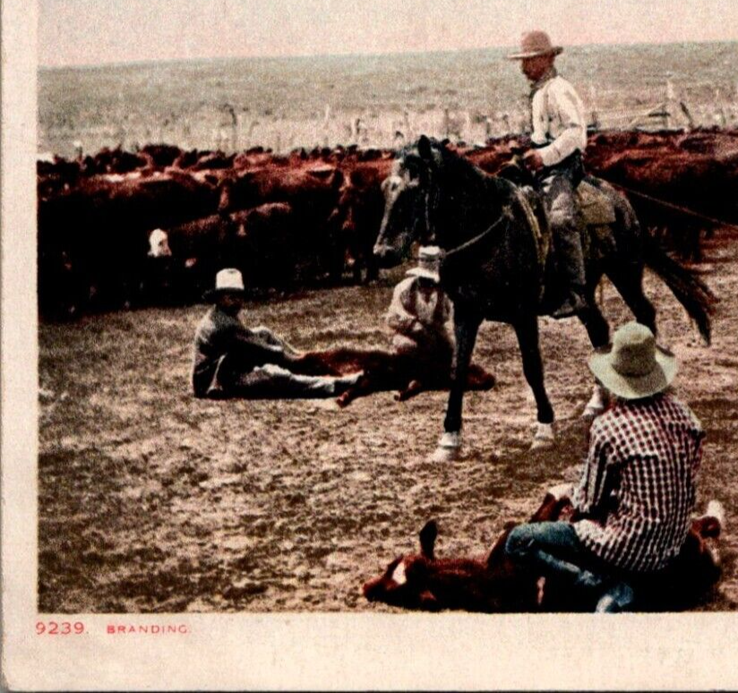 Postcard Cowboys Branding Cattle; Copyright 1905; Detroit Publishing Co ...