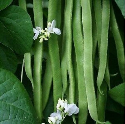RUNNER BEAN ‘White Emergo‘ X 30 seeds - High Grade Vegetable FREE ...