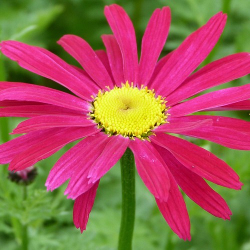 T&M Painted Daisies Pyrethrum Tanacetum Coccineum James Kelway 1L ...