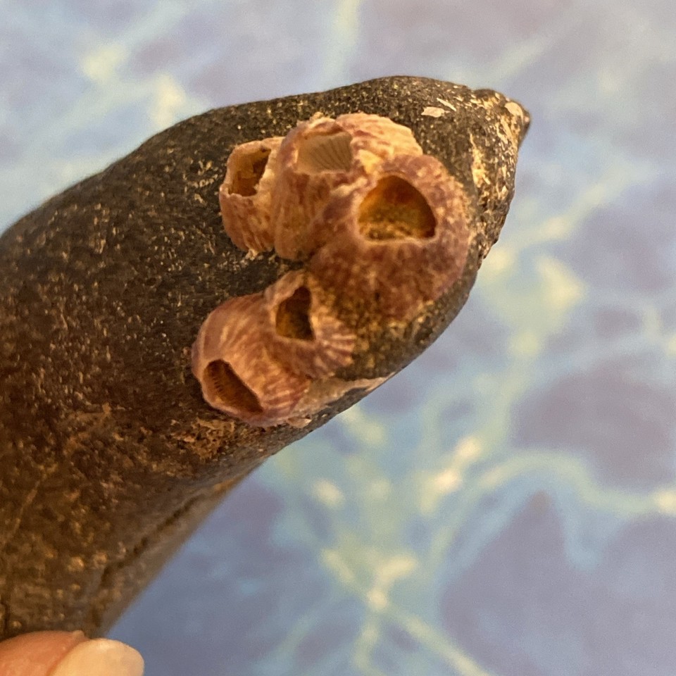 MEGALODON SHARK TOOTH 4.21” HUGE TEETH MEG SCUBA DIVER DIRECT FOSSIL NC ...