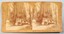 Stereoview Keystone View Co 5006 Wawona Tree Mariposa Grove Yosemite ...