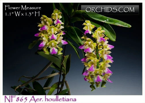 Fragrant , Vandeous species . Aerides houlletiana | eBay