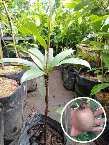 Grafteds Sapodilla Alano Fruit Trees, Quickly to fruit bear | eBay