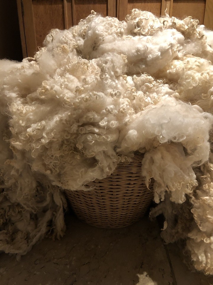 Cotswold Sheep Fleece First Wash 1kg. Pedigree Rare Breed Long Lustre ...