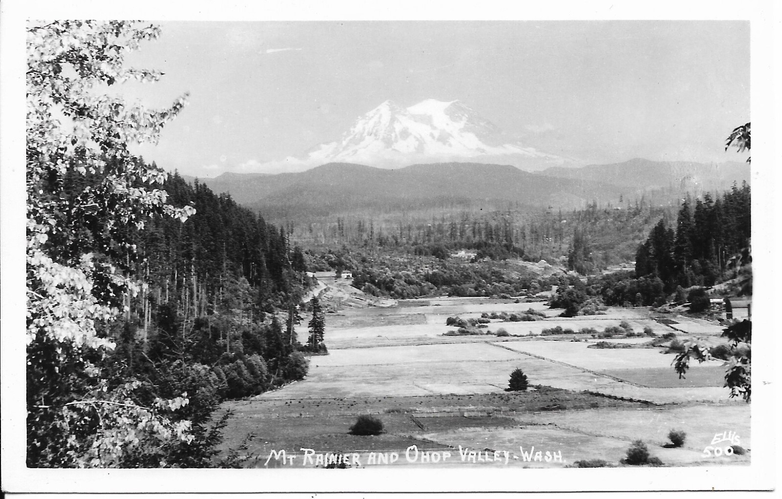 RPPC: Mt Rainier and Ohop Valley, Washington, mint Ellis #500 (PC1609 ...