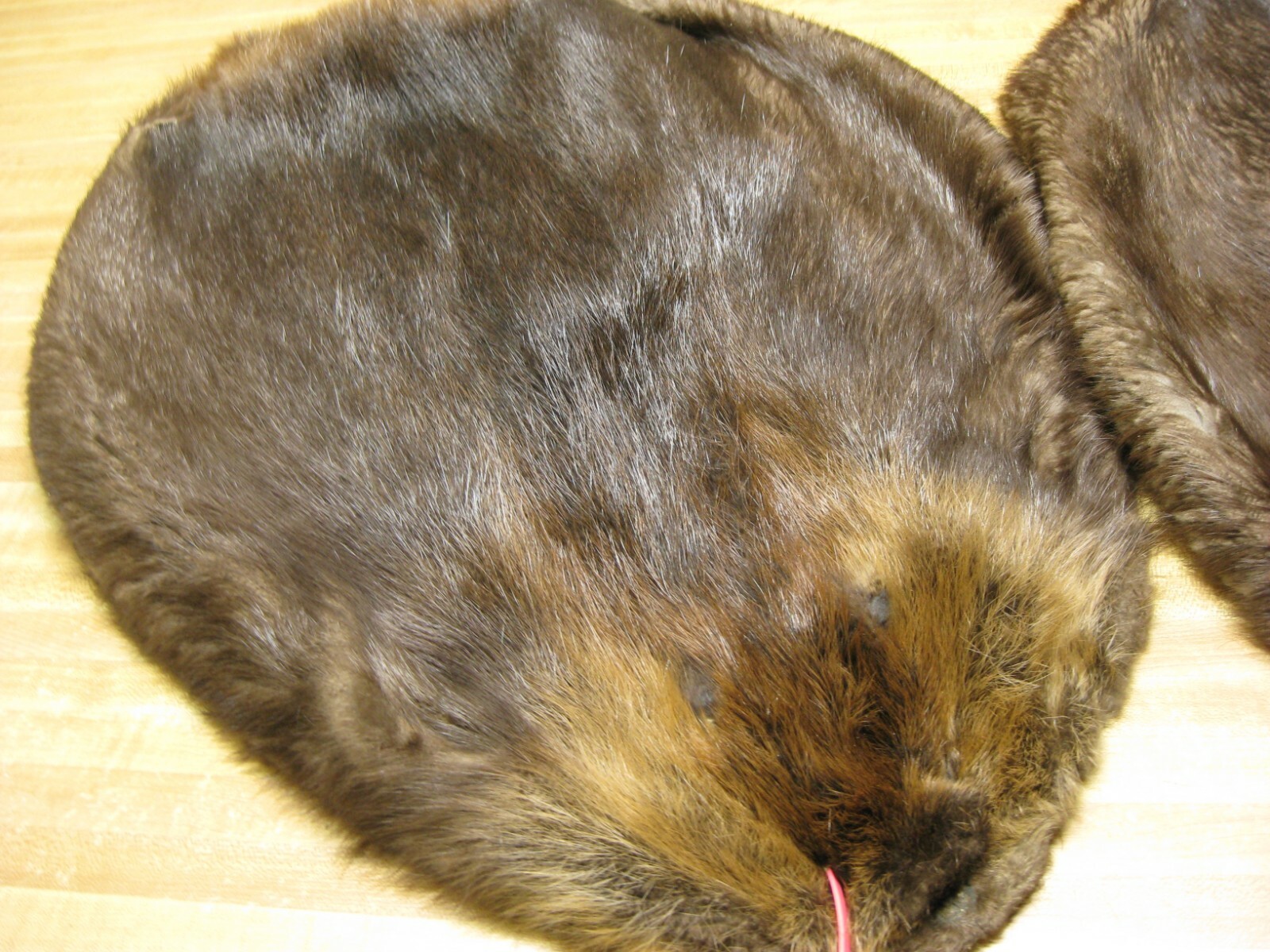 Tanned Beaver Hide Beautiful { Natural } From Canada Pink Id Tag Slight ...