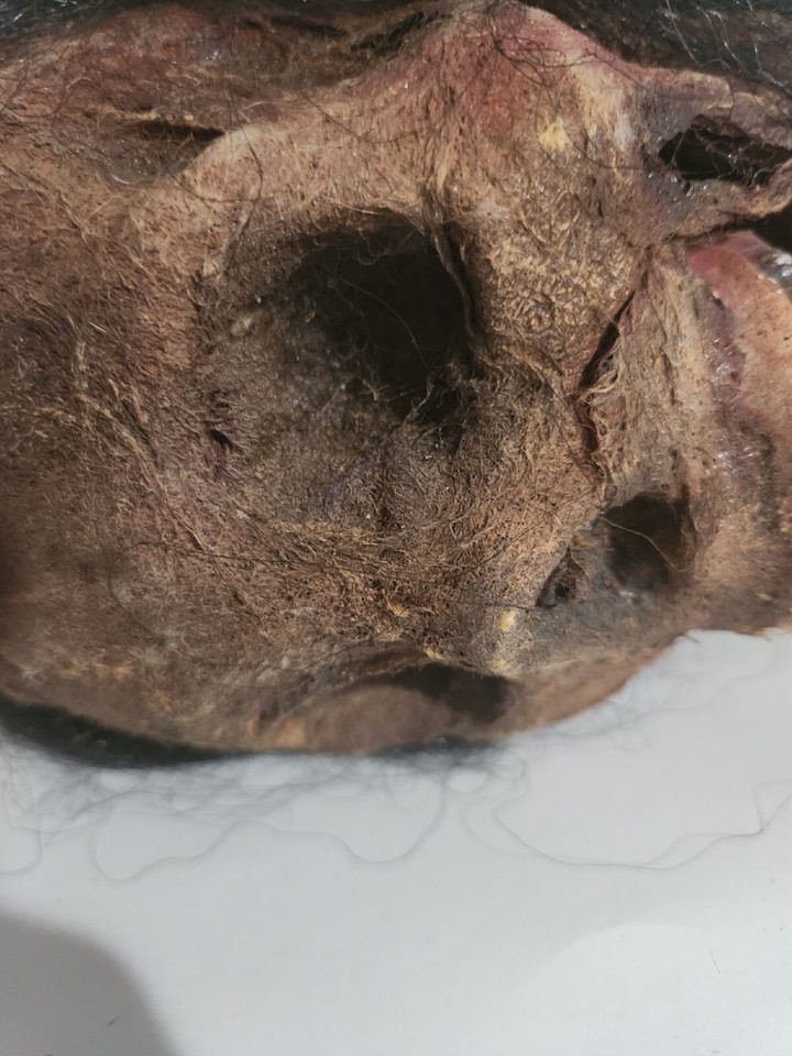 FULL SIZE HAND-MADE SKULL SPINE CORPSE ZOMBIE HEAD REALISTIC PROP SCARY ...