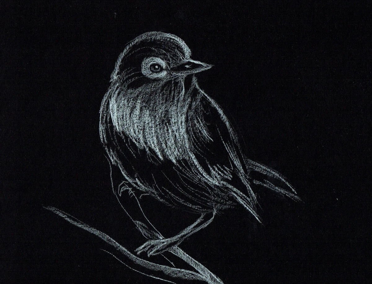 Songbird Drawing