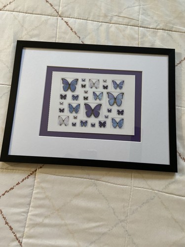 Christopher Marley Framed & Matted Postcard - Cerulean Butterflies | eBay