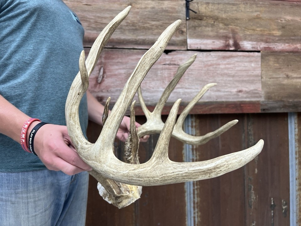 Giant 173” 5x5 Wild Iowa Whitetail Deer Rack Antler Taxidermy European ...