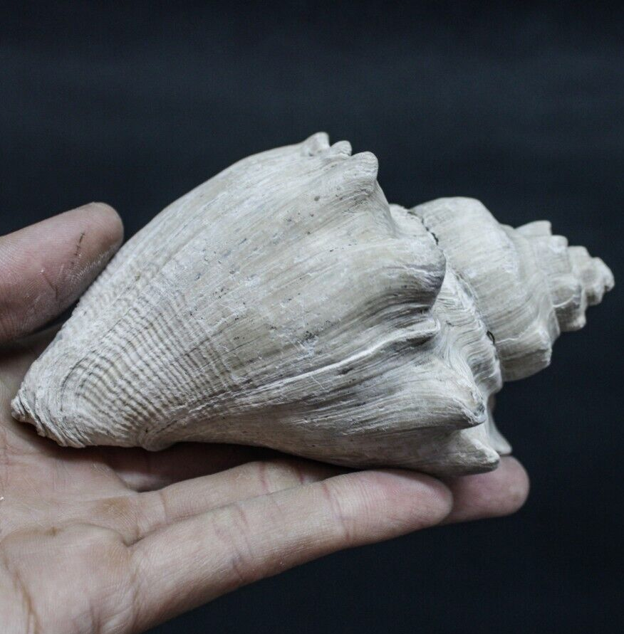 240GR Natural Rough Strombus Mollusca Sea Shell Fossil Gastropoda | eBay