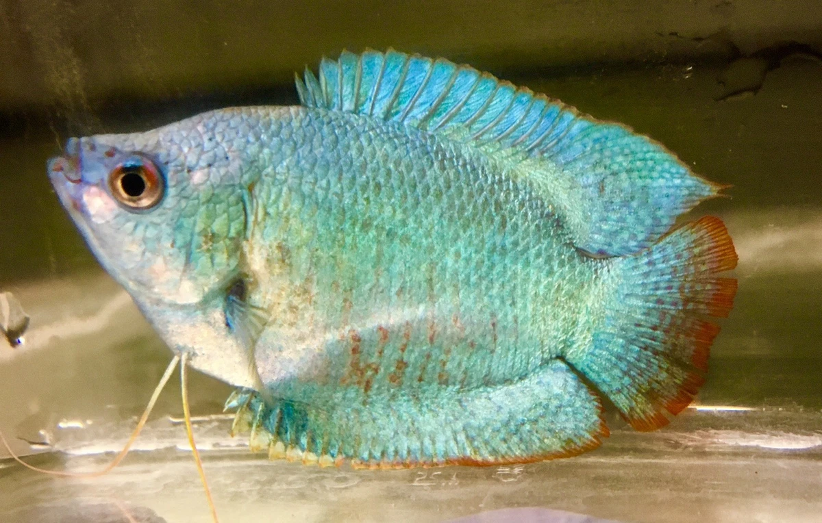 Powder Blue Dwarf Gourami