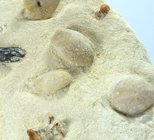 Fossil Echinoids & Fish Mouth Plates on Matrix Portland Victoria ...