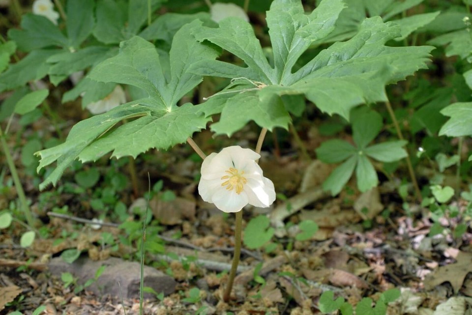 Mayapple - American Mandrake Perennial 50 Plants Bare Root Live Garden ...