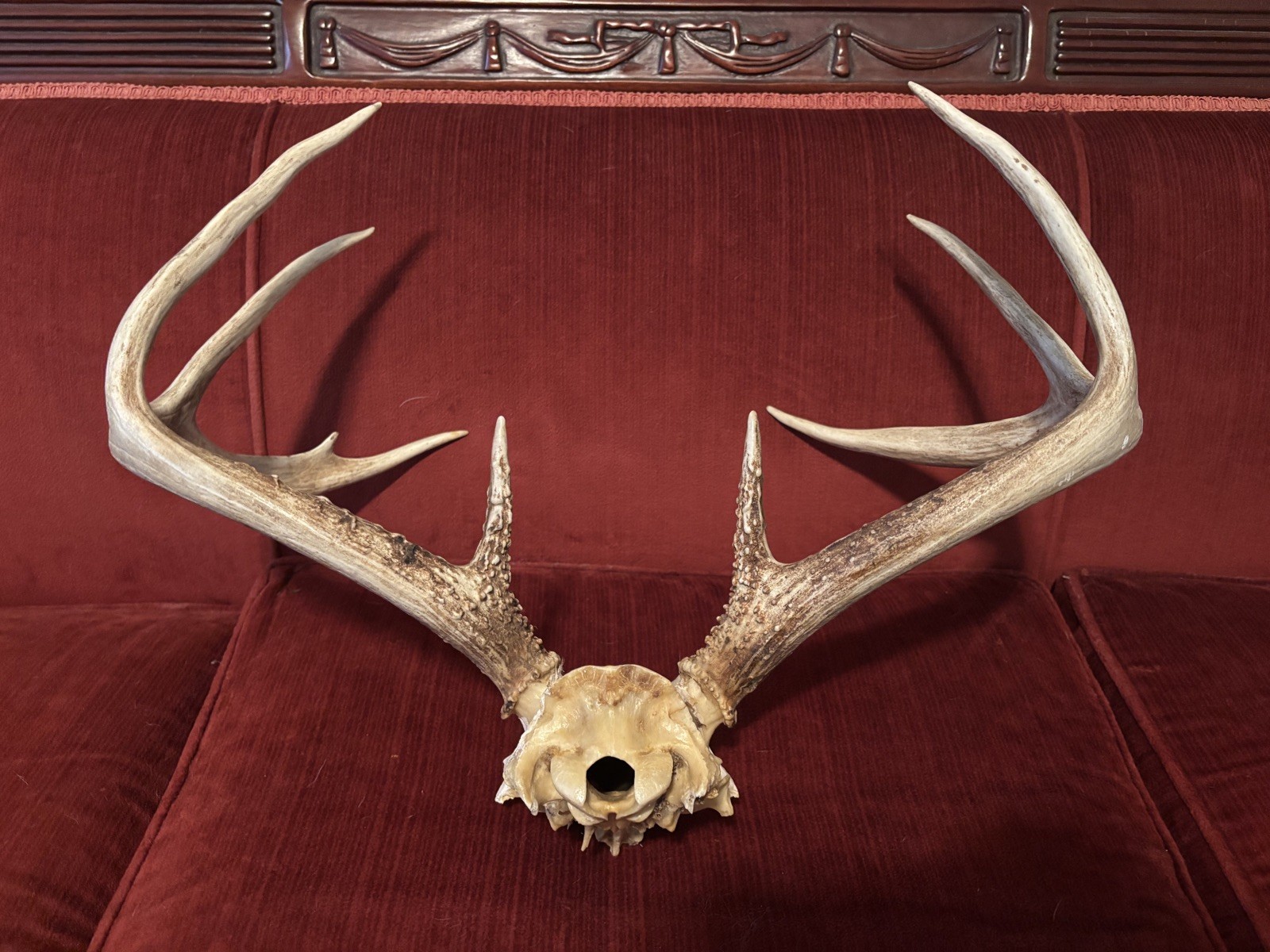NICE 4x4 WHITETAIL DEER RACK 136" Antlers mule mount taxidermy elk ...
