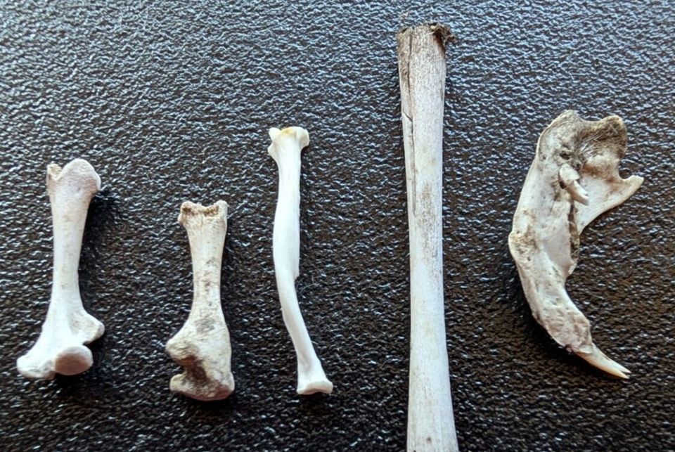 35 to 40 Owl Pellet Bones in Small Glass Jar, (1) Skull, Bone Brush ...