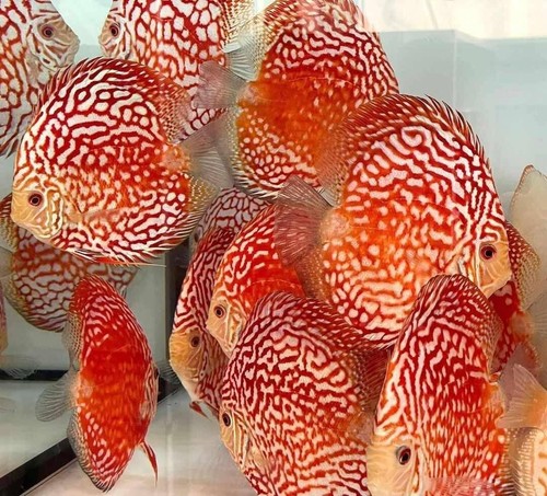 High Quality Red Pigeon Discus Fish- Beautiful Body Mark - 3.5” | eBay