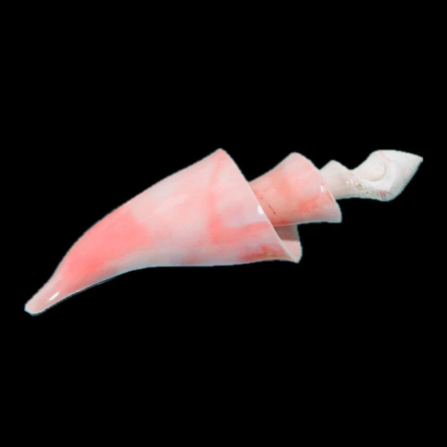 Large Pink Conch Center Spiral Seashell Natural Conch Shell Rare Real 7 ...