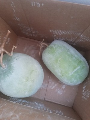 30 Winter Melon Dong Gua Seeds 冬瓜种子 | eBay
