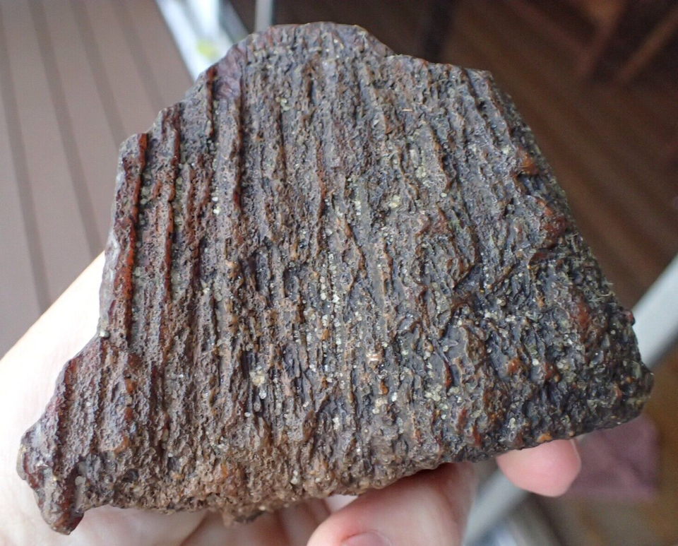 Botryoidal Fossil Coral Geode Fragment Georgia Amber Agate Specimen ...