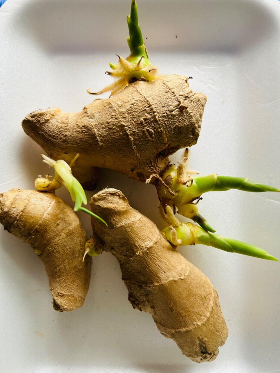 Picture Of Ginger Plant Ginger Family Gets Six New 'dancing' Members