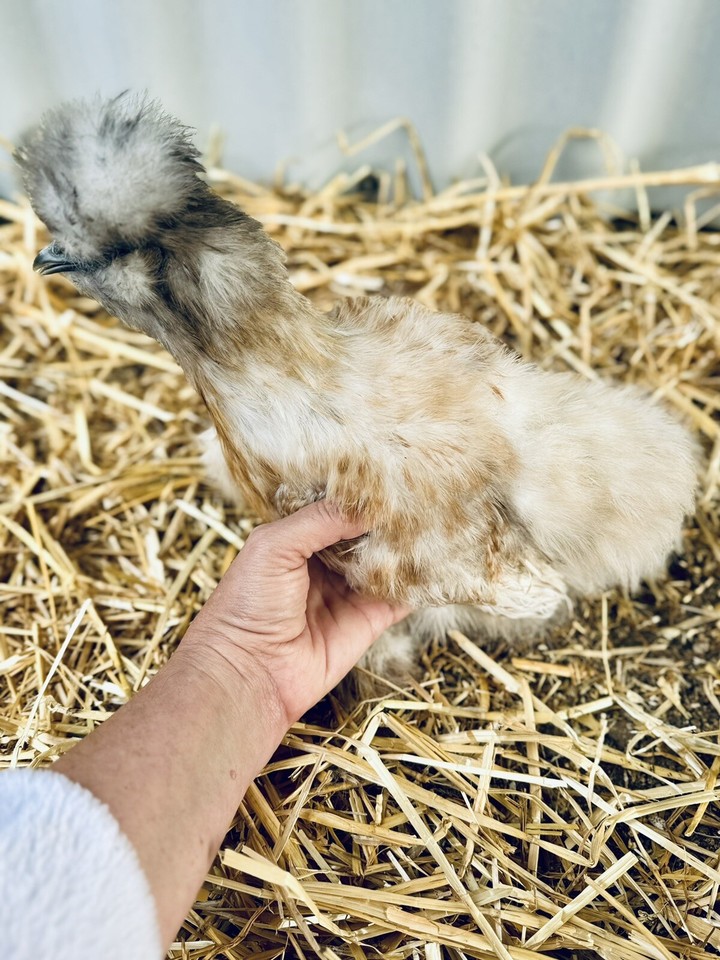 6+ Fertile Silkie Hatching Eggs Partridge, Splash, Black, Paint, White ...