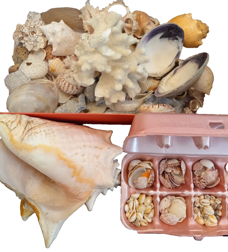 Mixed Lot FL SEASHELLS 6 lbs+ - 10"CONCH 3.5" Attached CLAM Mother of PEARL | eBay