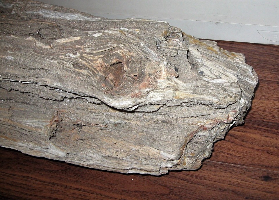 GORGEOUS 60lb PETRIFIED WOOD LOG, MINERAL, ROCK ANTIQUE | eBay