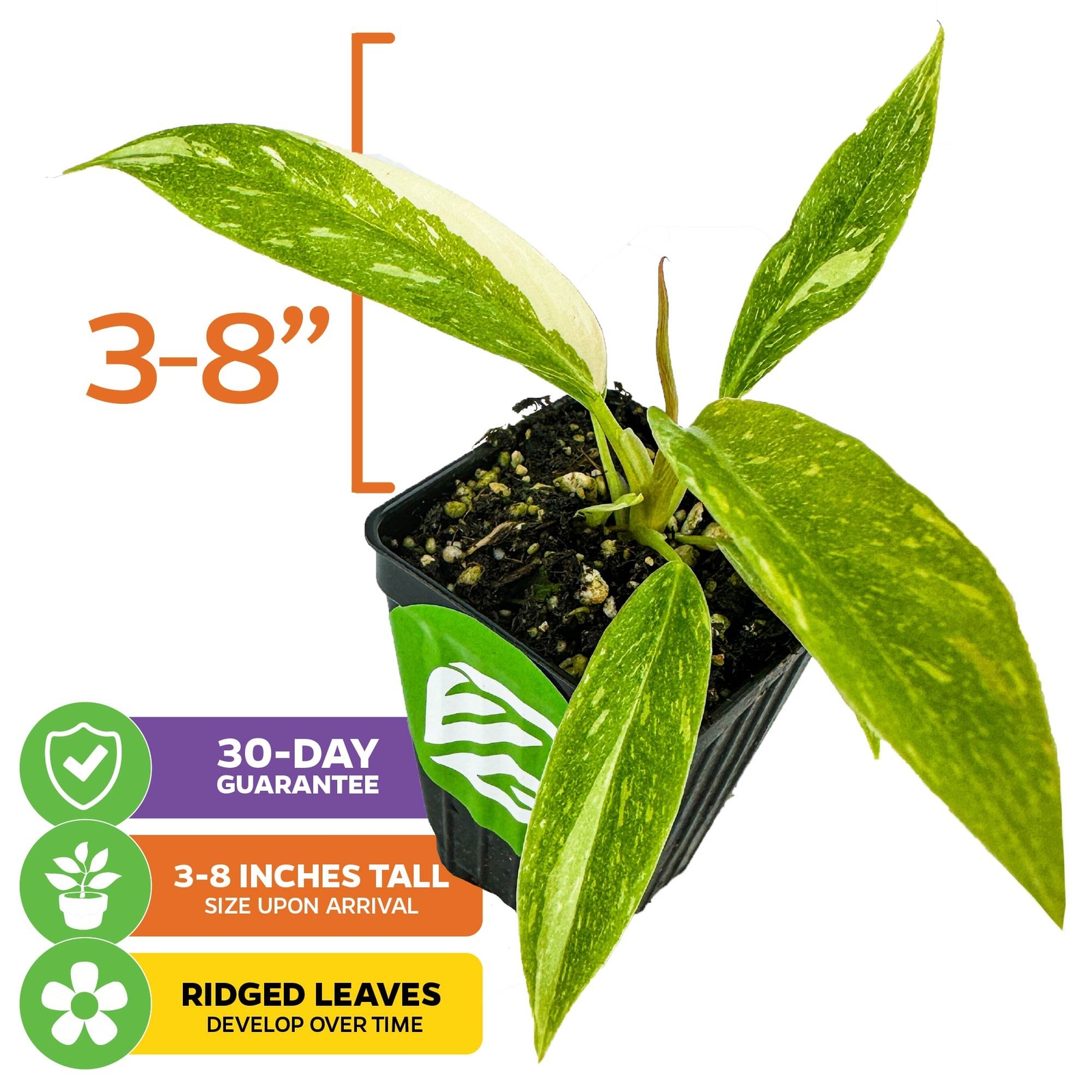 Philodendron 'Ring of Fire' Variegated - Philodendron Wendlandii x P ...