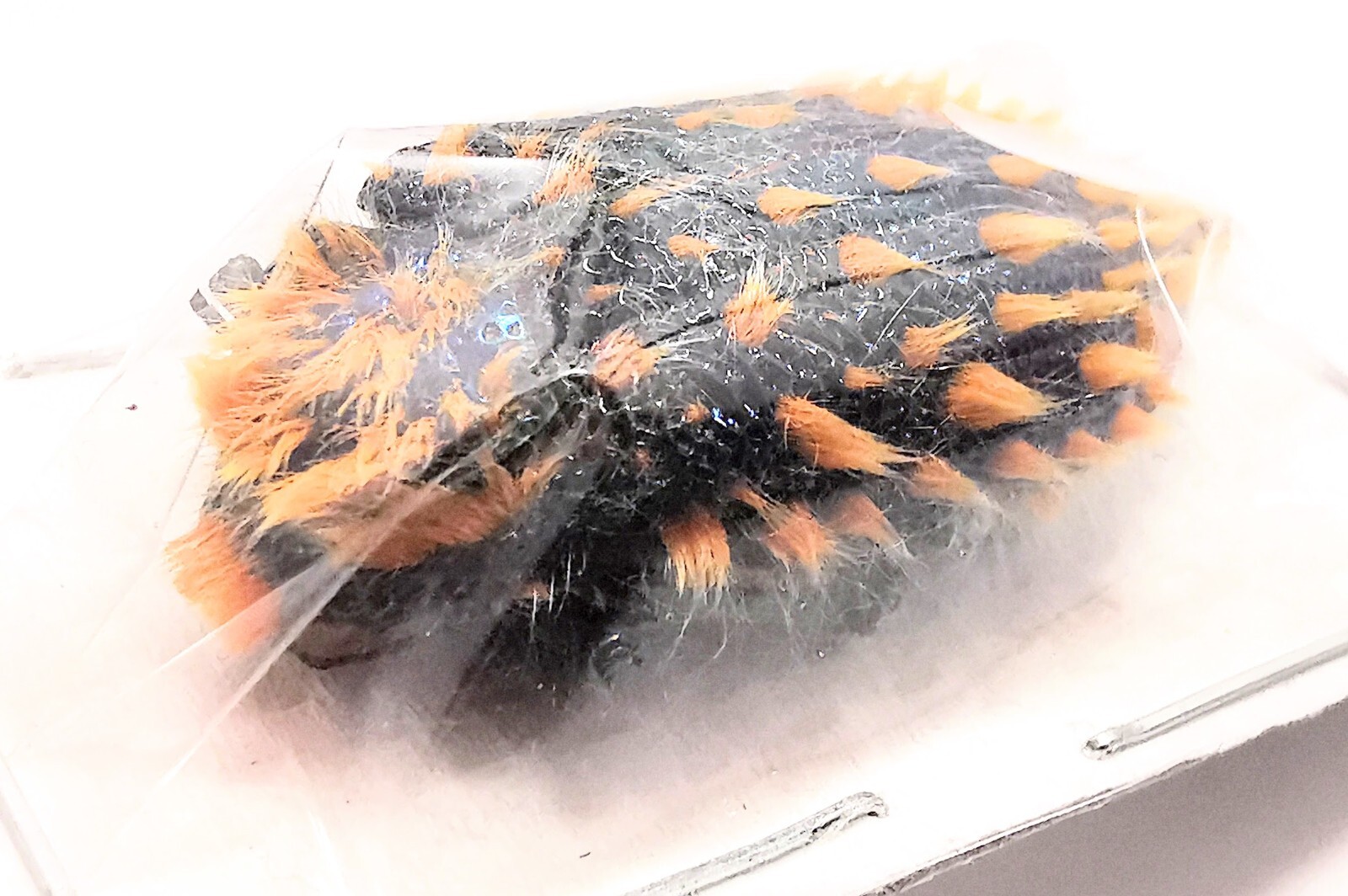 Buprestidae Julodis viridipes (?) 27-28mm A1 from RSA - #1902 | eBay