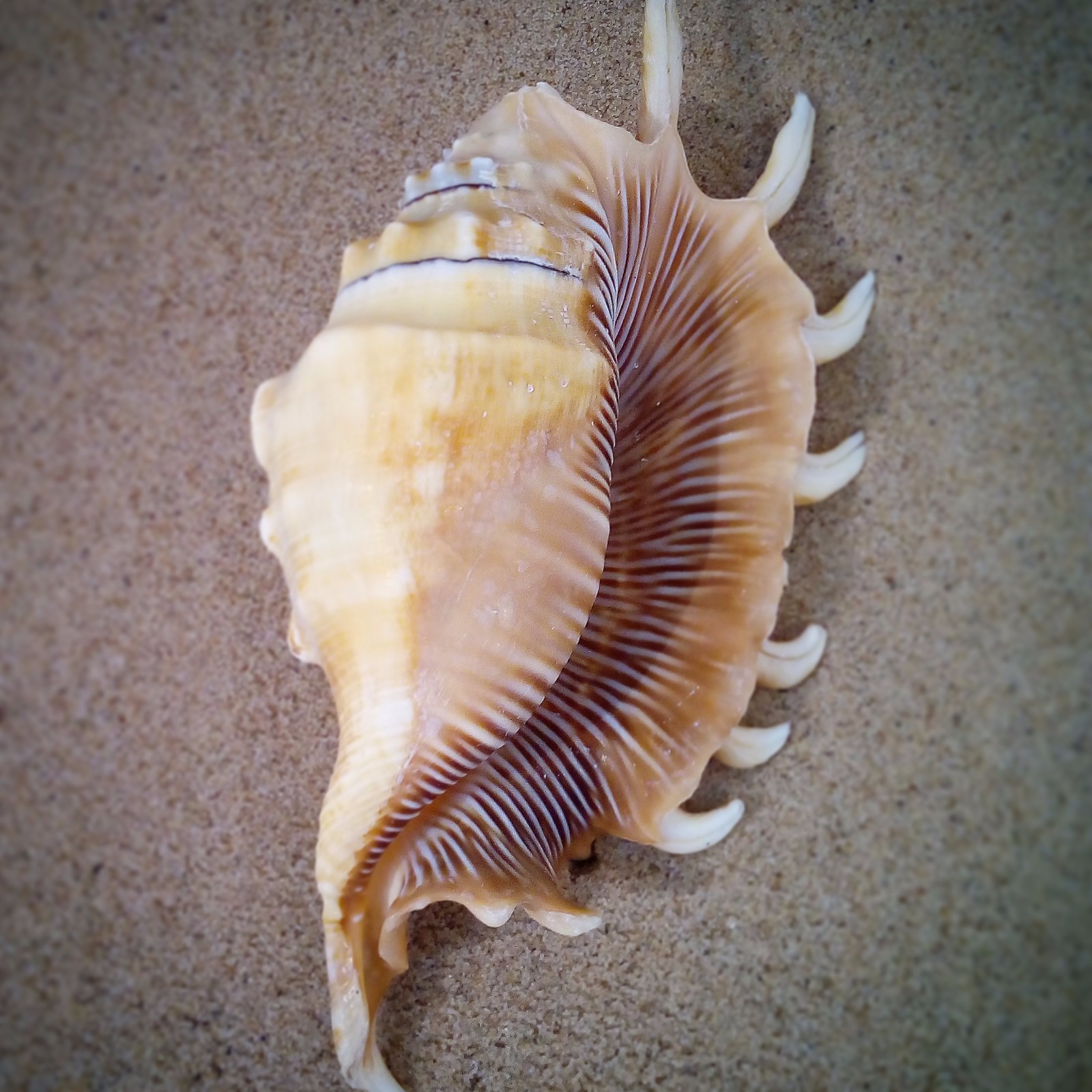 Shells Seashells, Beach Shells, Individual Sea Shells - Choice of Over ...