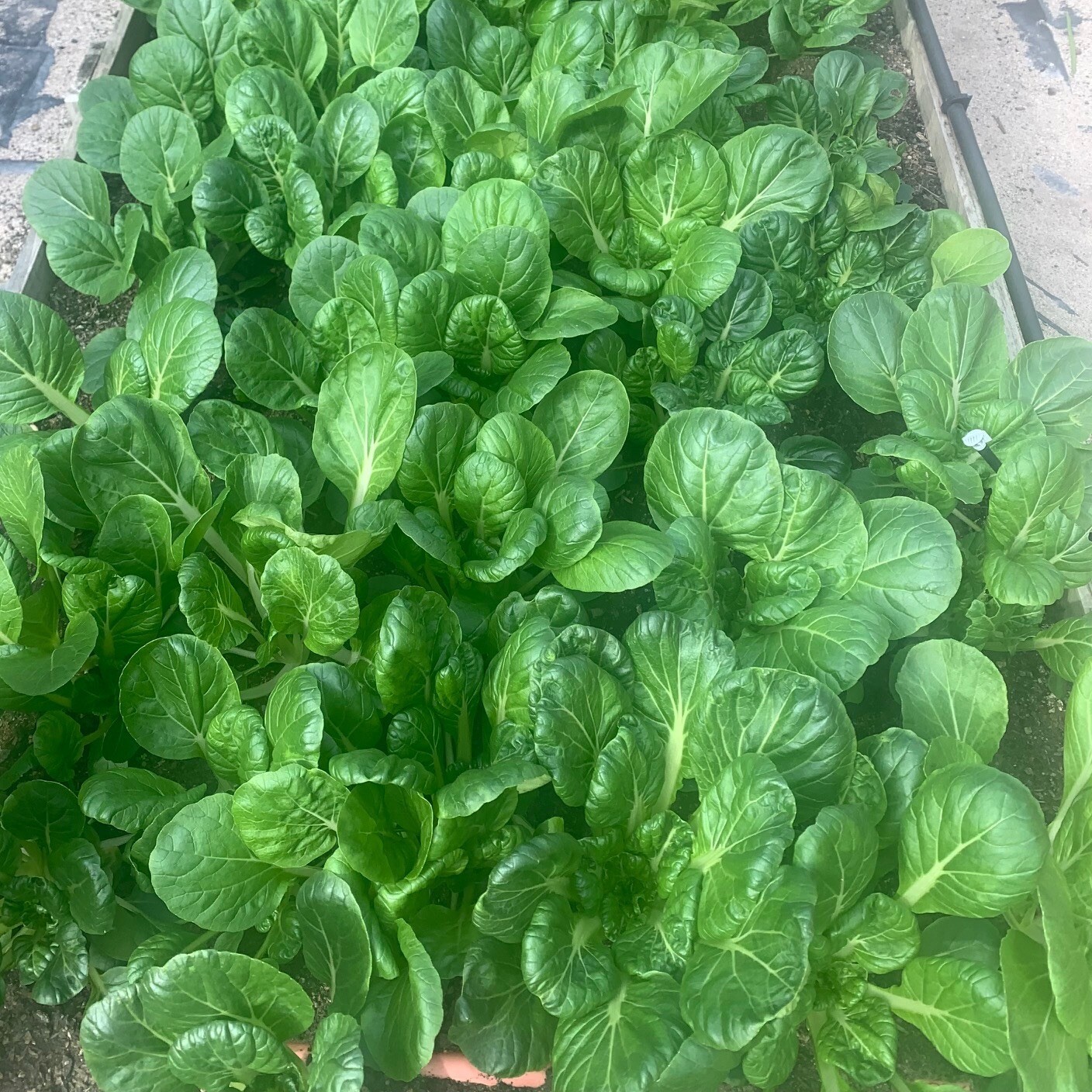 Pak Choy, White Stem Green Leaf Vegetable - 300 ++ seeds, Organically ...