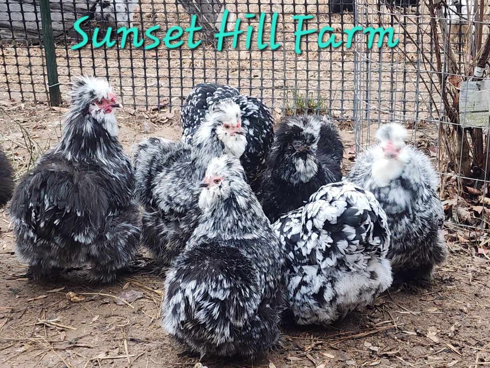 Silkie Hatching Eggs Mottled 6, Satin, Showgirl, Frizzle NPIP & AI ...