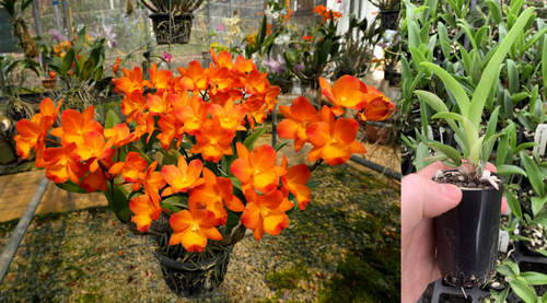 RON Cattleya Orchid Vkt. Samantha Marko MERICLONE 50mm Pot Size | eBay Australia