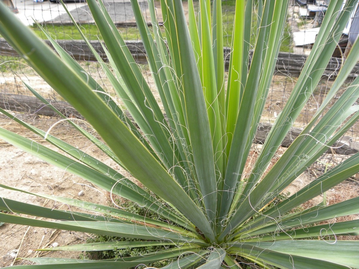 Yucca Root Plant Yucca Schidigera