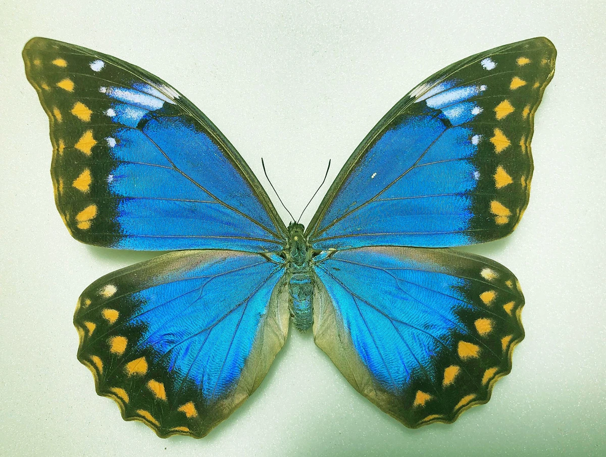 Morpho Anaxibia